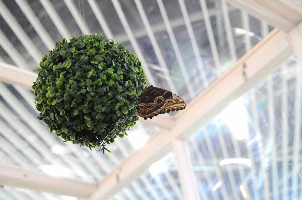 What is a Butterfly Roof?